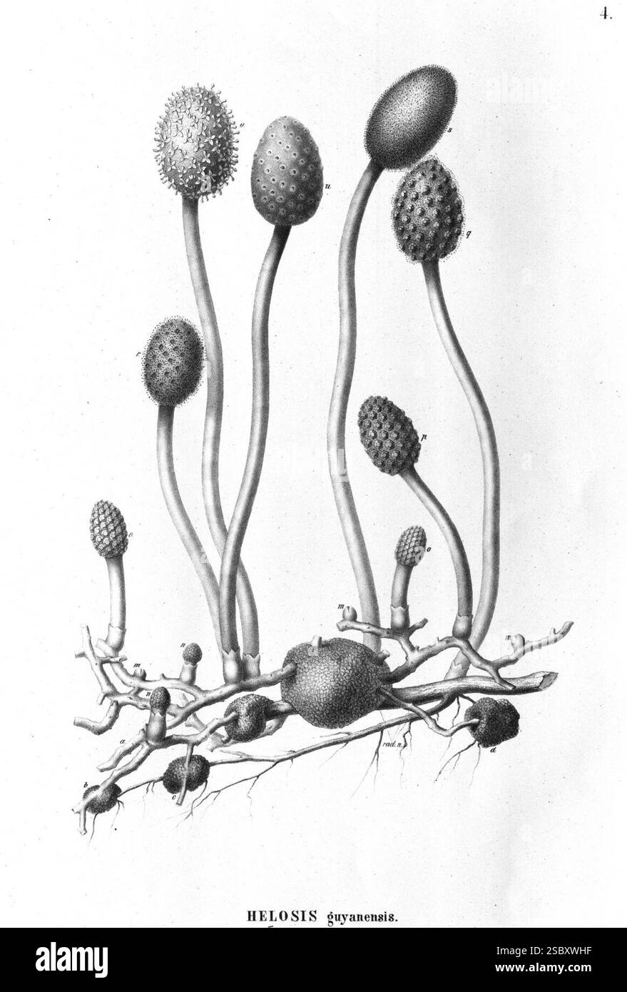 Helosis cayennensis as Helosis guyannensis in Flora Brasiliensis tab. 4 ...