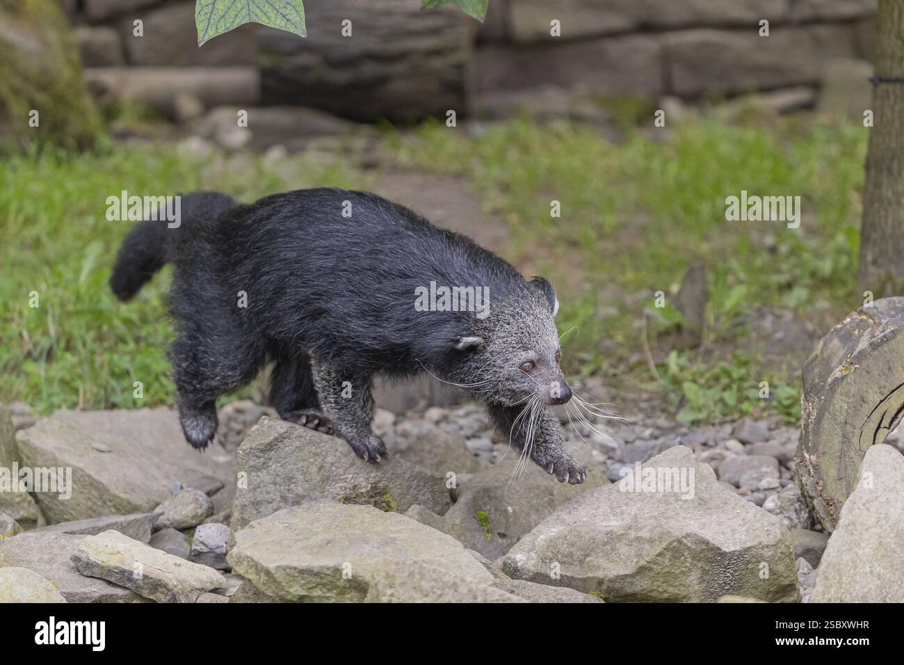 One binturong (Arctictis binturong), or bearcat walking over rocks with ...