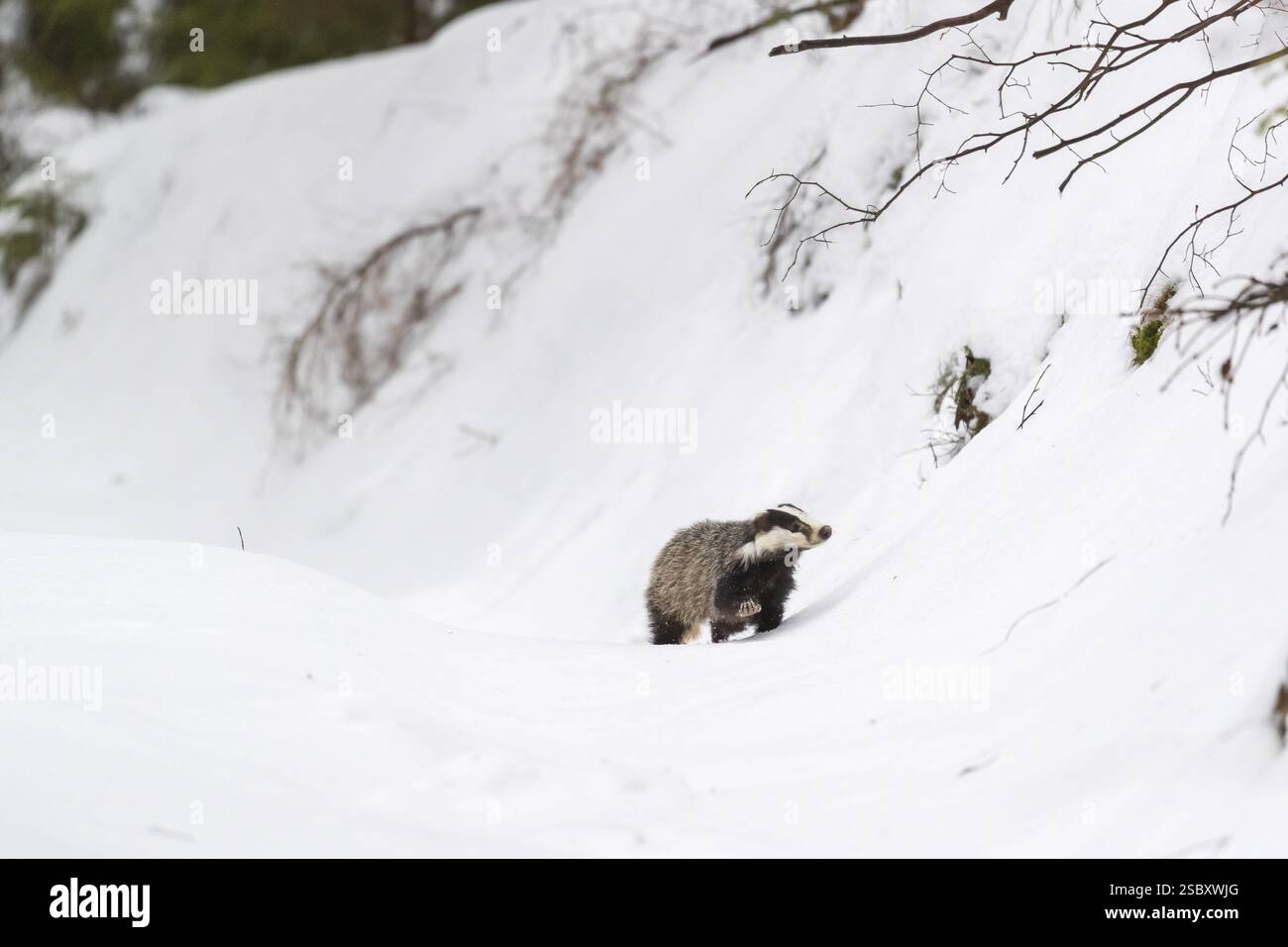 One young European badger (Meles meles) walking through a ravine in ...