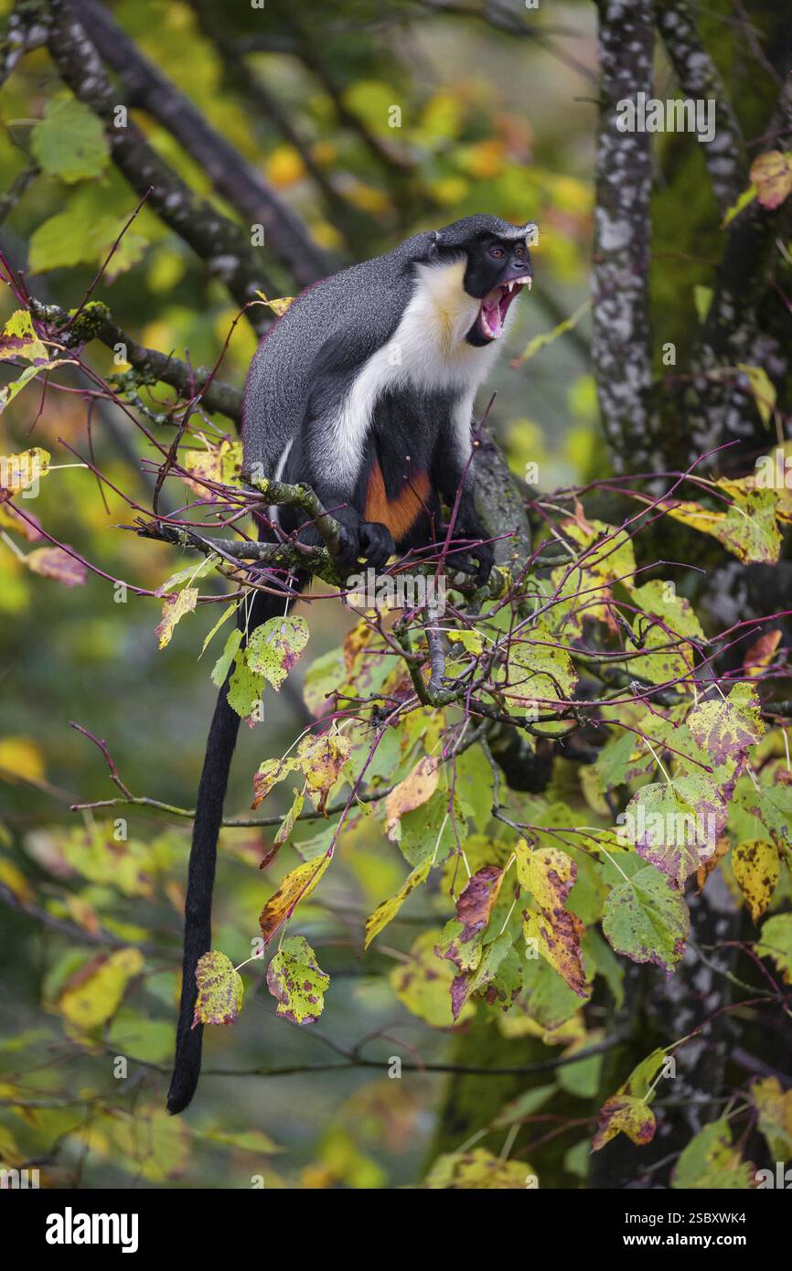 One adult Diana monkey (Cercopithecus diana) sits on a branch of a tree ...