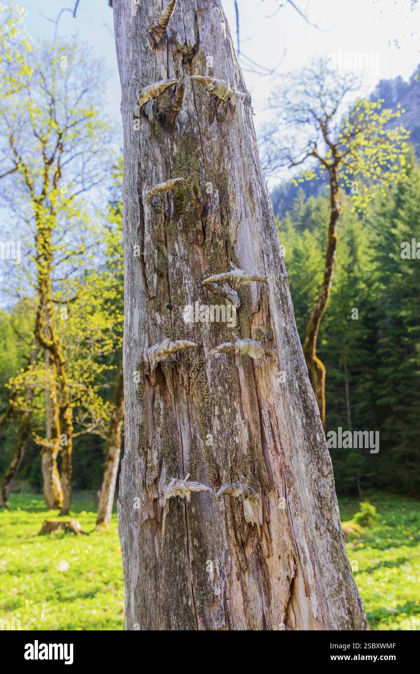 Branch extension inside a tree that rotted away. Nature conservancy ...