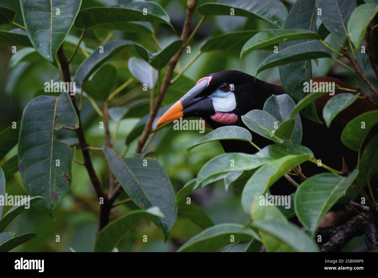 Close up of Montezuma Oropendola (Psarocolius Montezuma) inside a tree ...