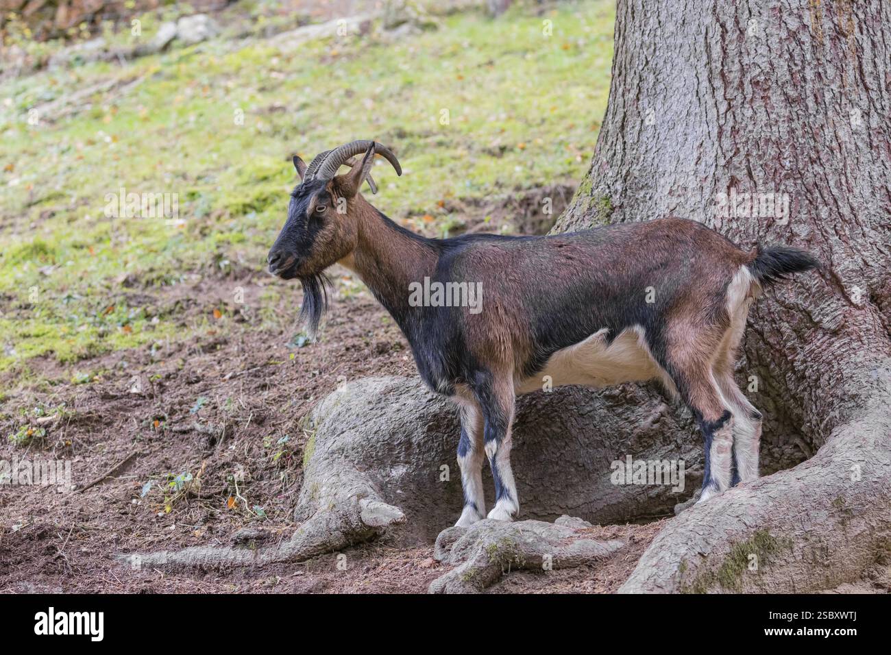 One female bezoar ibex (Capra aegagrus aegagrus) stands at a forest ...