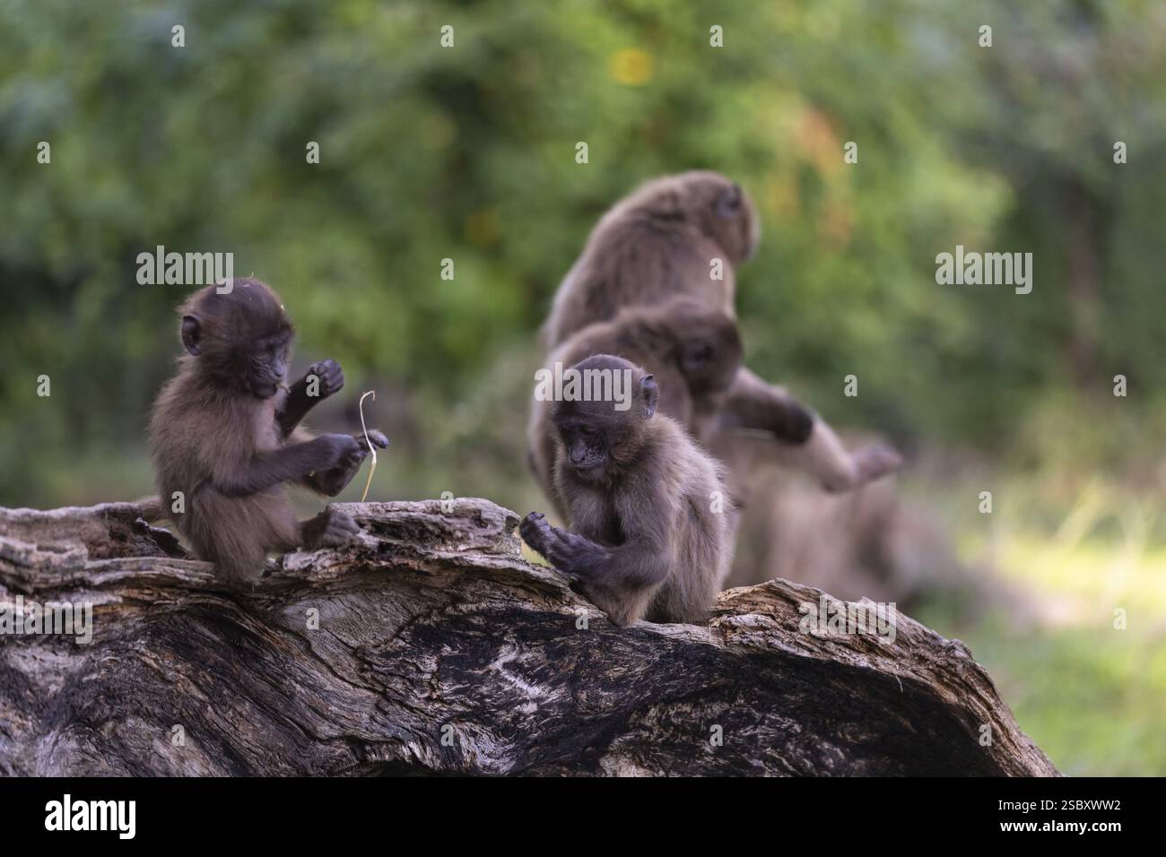 Three baby Gelada (Theropithecus gelada), or bleeding-heart monkey ...