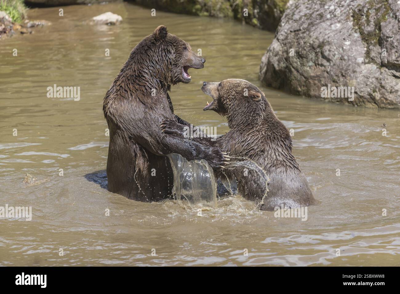 Two adult eurasian brown bears (Ursus arctos arctos), one male and one female, play fighting in ...