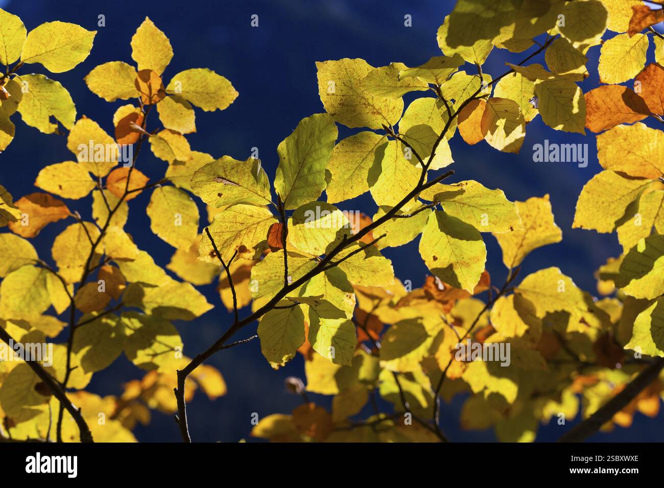 Backlit leaves of the European Beech or Common Beech (Fagus sylvatica ...