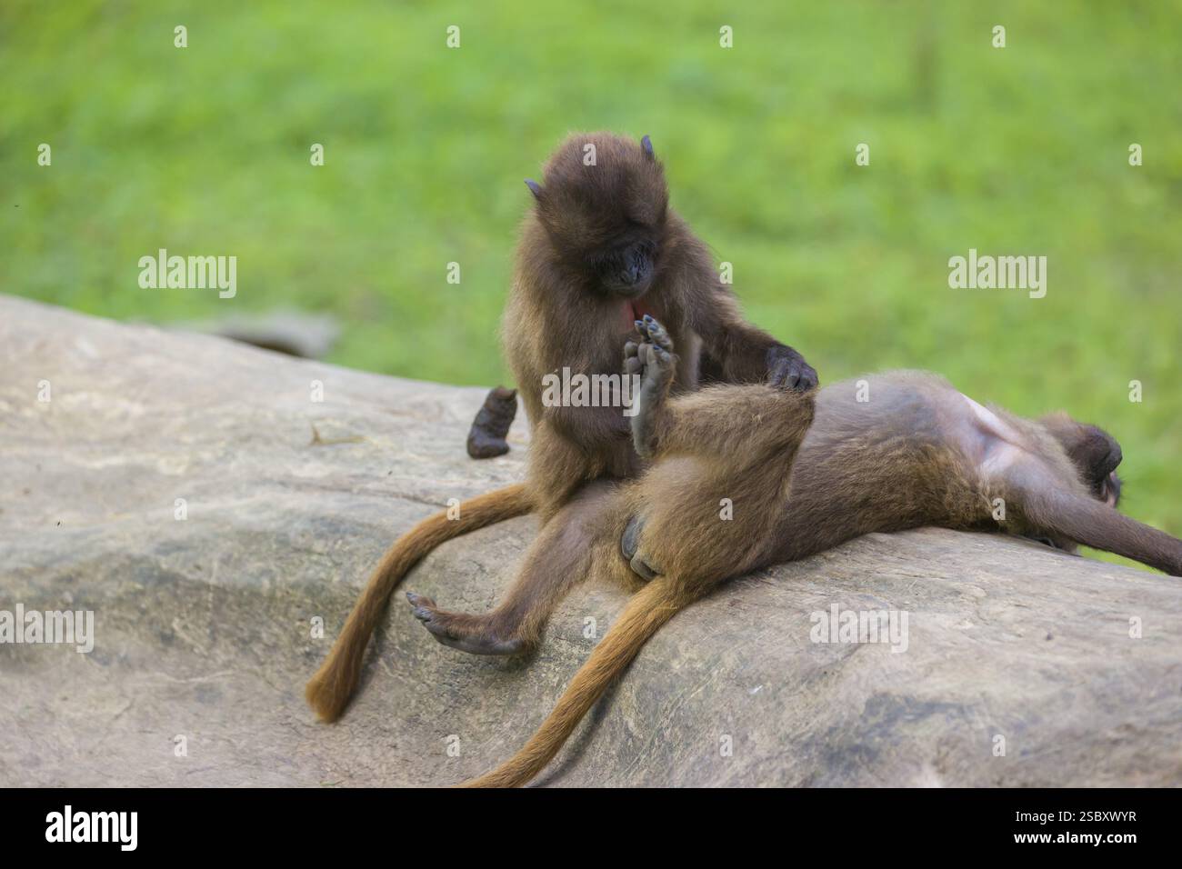 Two young Gelada (Theropithecus gelada), or bleeding-heart monkey ...