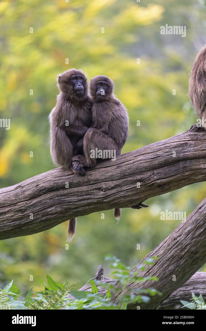 Two young Gelada (Theropithecus gelada), or bleeding-heart monkey ...