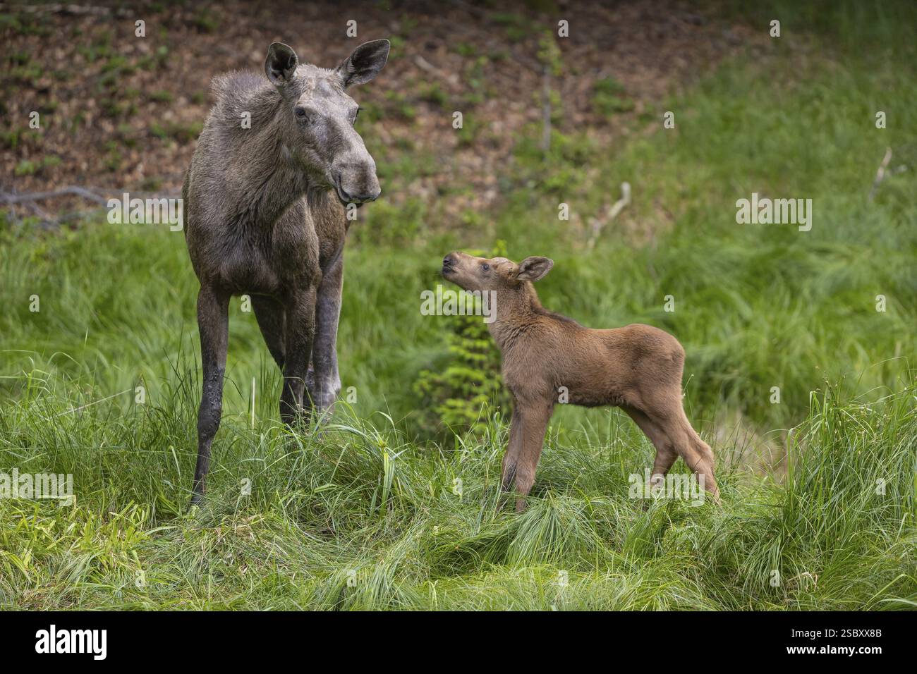 Adult baby animals hi-res stock photography and images - Alamy