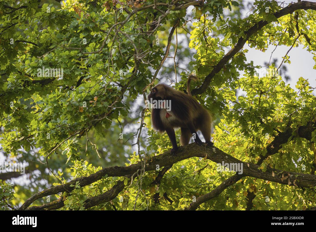 One adult male Gelada (Theropithecus gelada), or bleeding-heart monkey ...
