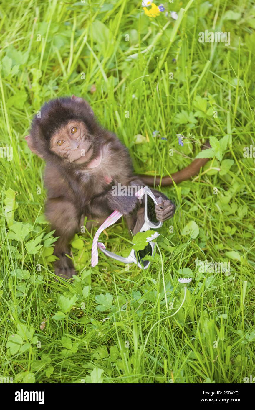 A baby Gelada (Theropithecus gelada), or bleeding-heart monkey, plays ...
