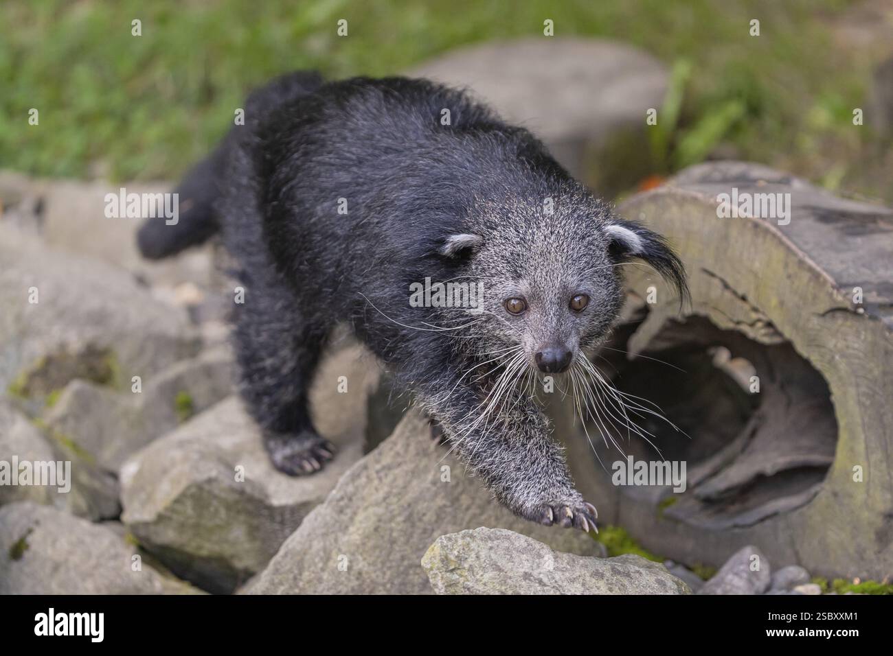 One binturong (Arctictis binturong), or bearcat walking over rocks with ...