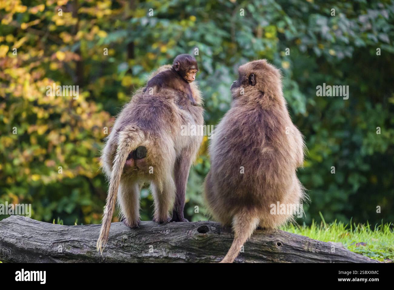 Two female Gelada (Theropithecus gelada), or bleeding-heart monkey sit ...