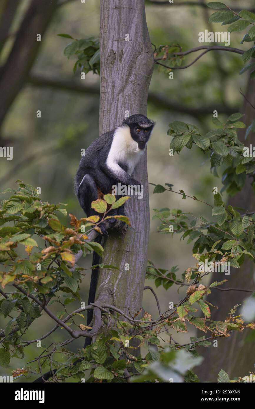 One adult Diana monkey (Cercopithecus diana) sitting on a branch of a ...