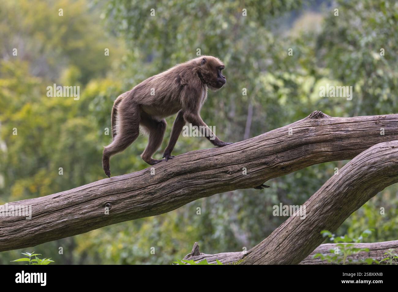 One adult female Gelada (Theropithecus gelada), or bleeding-heart monkey balancing on a log. A ...