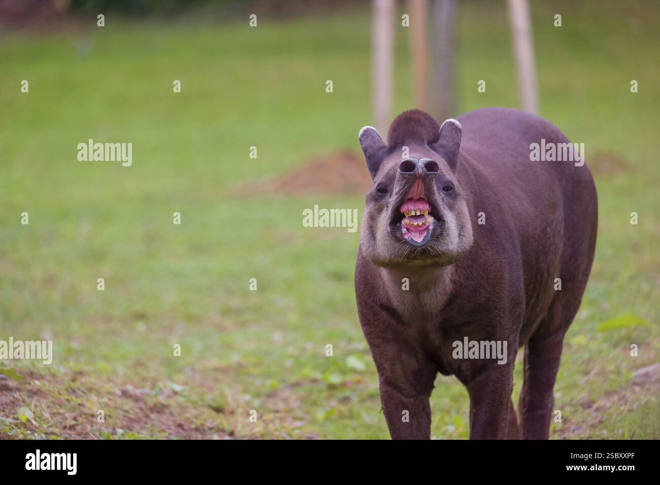 A South American tapir (Tapirus terrestris) stands flehming on a ...