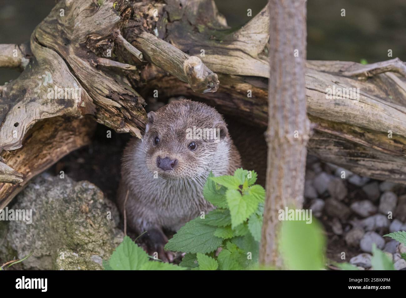 One Eurasian otter (Lutra lutra) resting on the pebbles of a river bank underneath a root of a ...