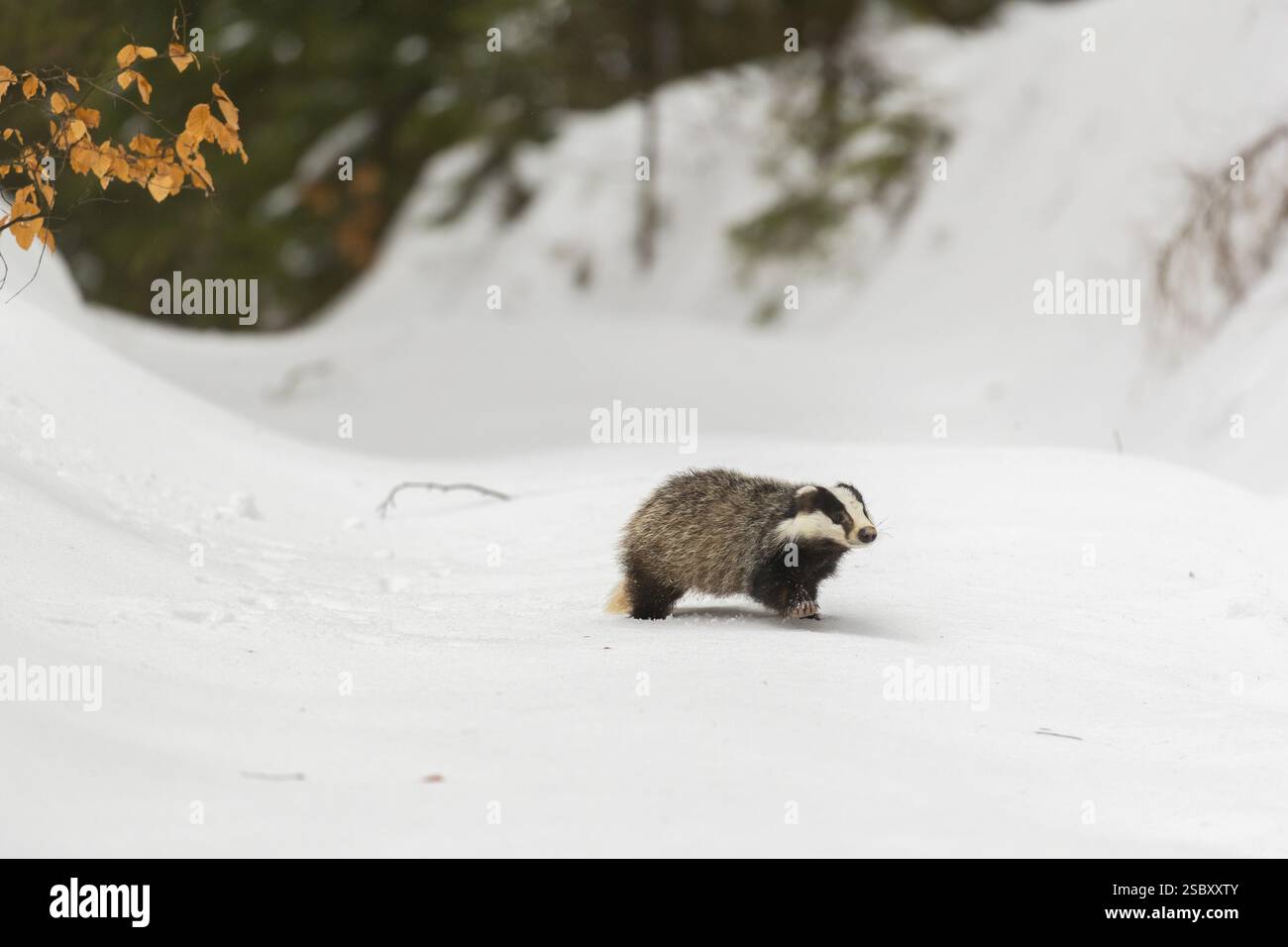 One young European badger (Meles meles) walking through a ravine in ...