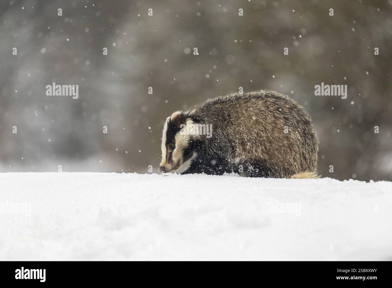 One young European badger (Meles meles) walking through deep snow ...