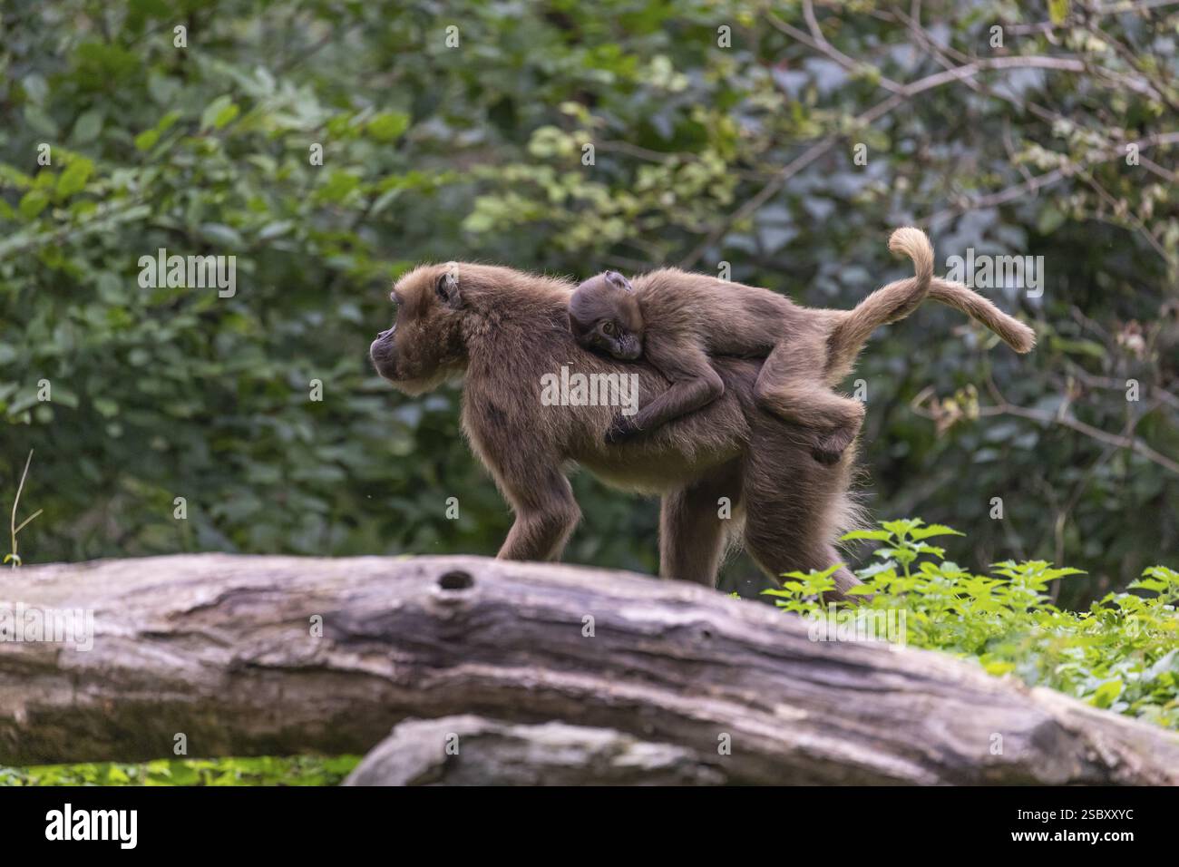 One female with one baby Gelada (Theropithecus gelada), or bleeding ...