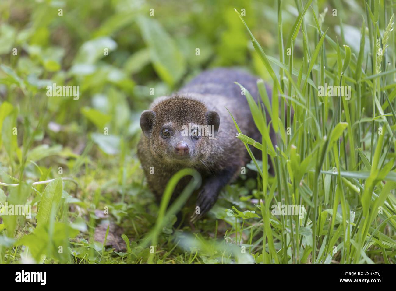 One Common cusimanse, Crossarchus obscurus, walking thru lush tall ...