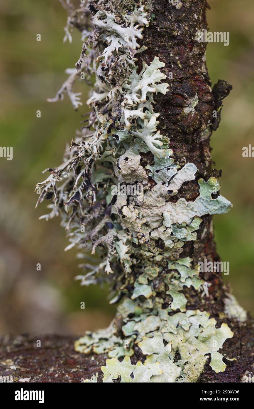 Various lichens on a tree in Eng valley Stock Photo - Alamy