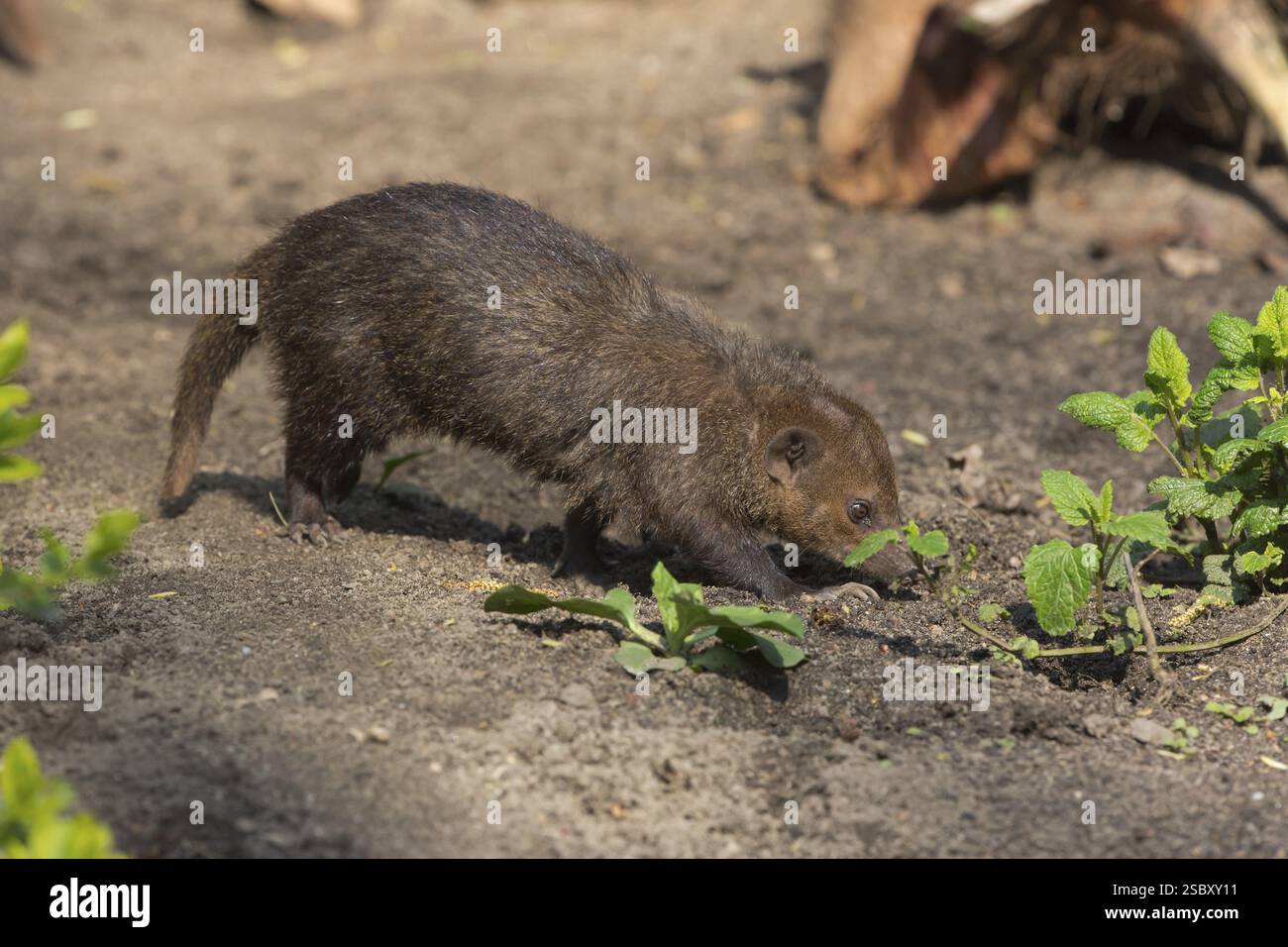 One common kusimanse (Crossarchus obscurus), also known as the long ...