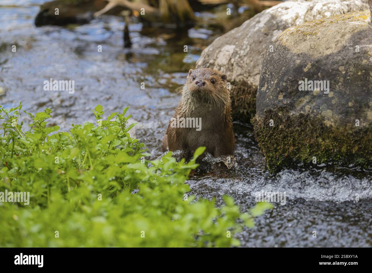 One Eurasian otter (Lutra lutra) walking upstream in the water of a ...