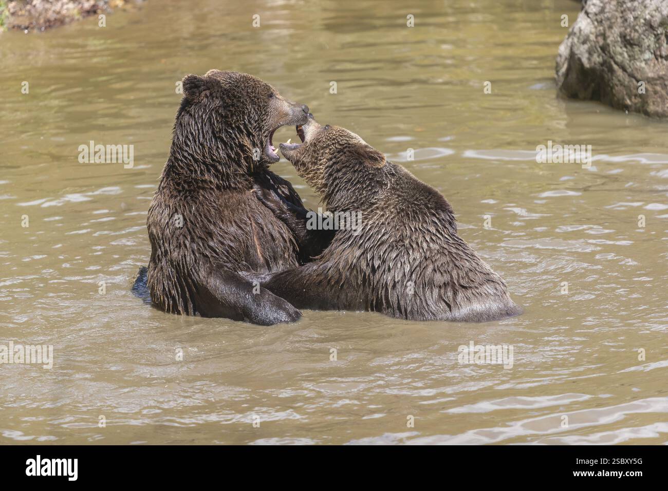 Two adult eurasian brown bears (Ursus arctos arctos), one male and one female, play fighting in ...