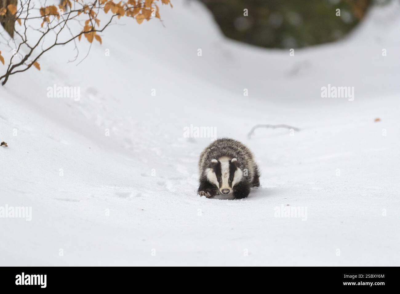 One young European badger (Meles meles) walking through a ravine in ...