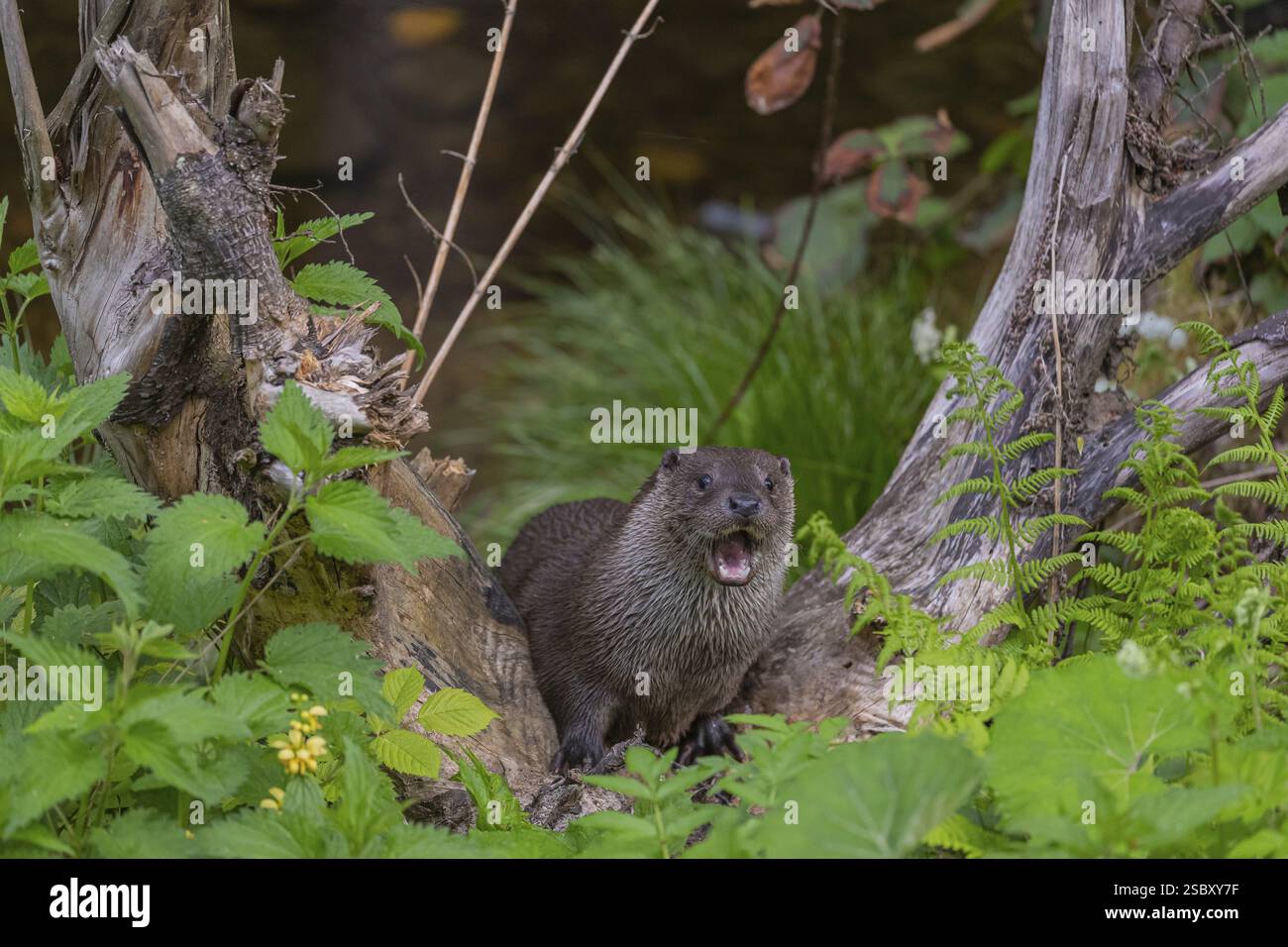 One Eurasian otter (Lutra lutra), standing in the v-shaped root of a ...