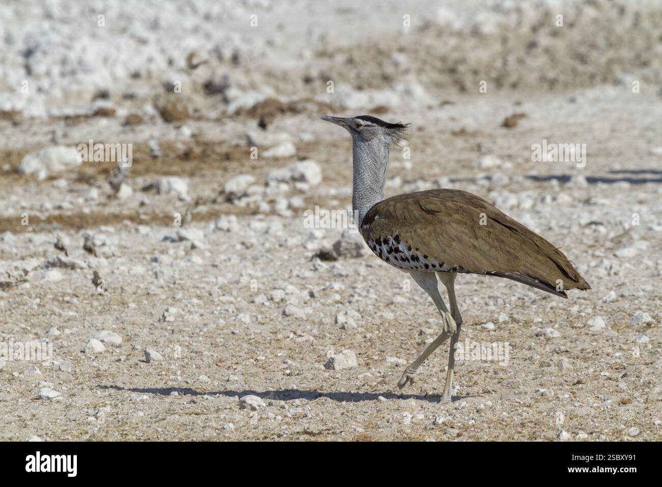 Giant bustard, Ardeotis koris, Africa's heaviest flying bird, Etosha ...