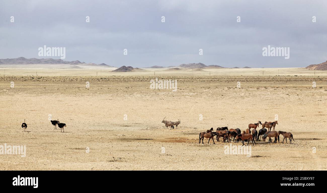 Namib Desert horses at the Garub watering hole, Namibia, Africa Stock ...