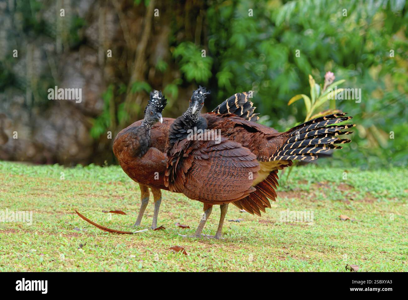 Two Female Great Curassow (Crax rubra) on grass, Costa Rica, Central ...