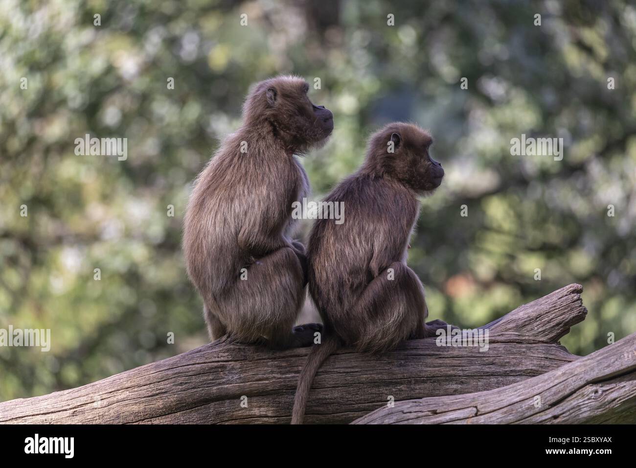 Two female Gelada (Theropithecus gelada), or bleeding-heart monkey ...