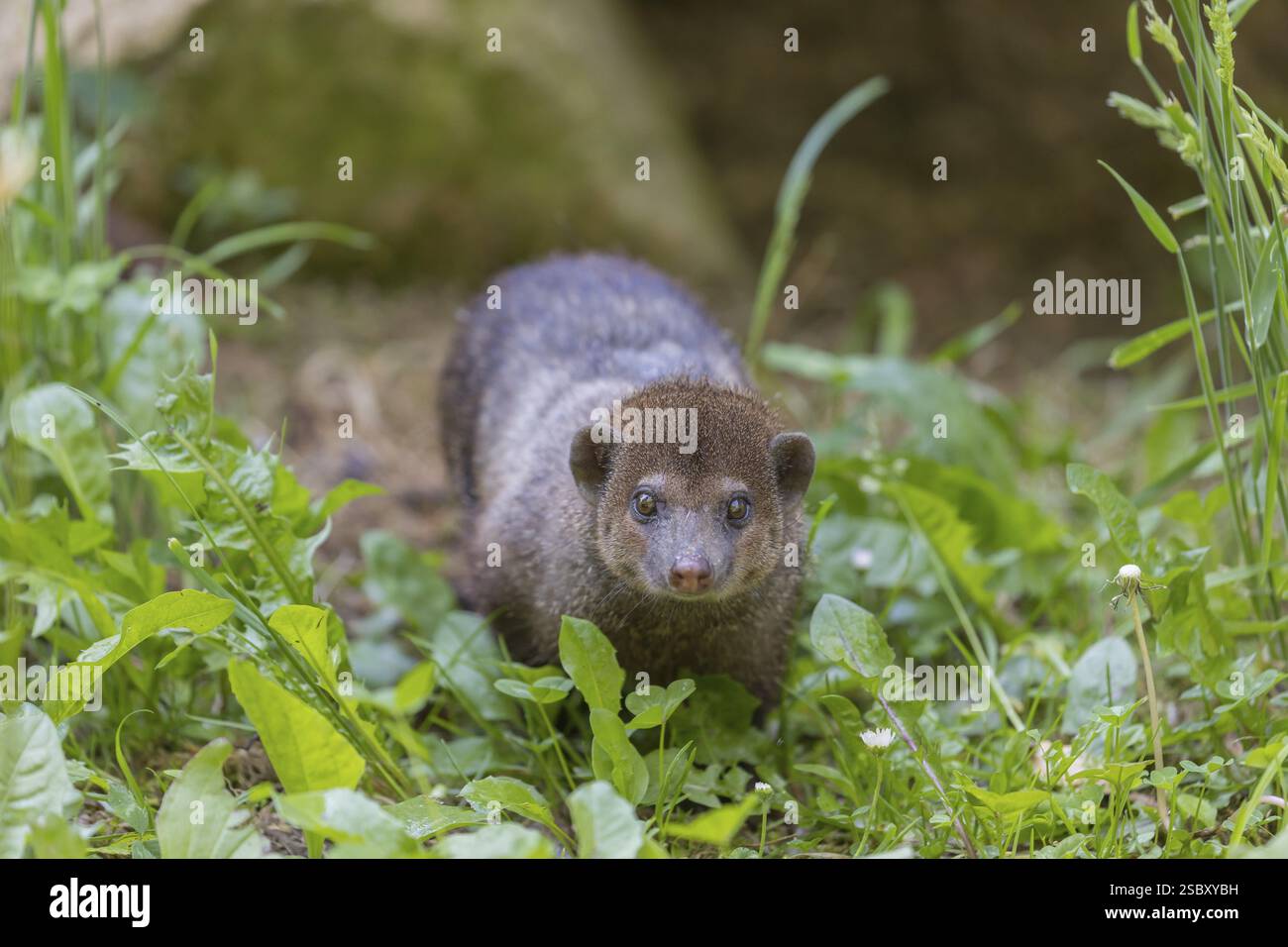 One Common cusimanse, Crossarchus obscurus, walking thru lush tall ...