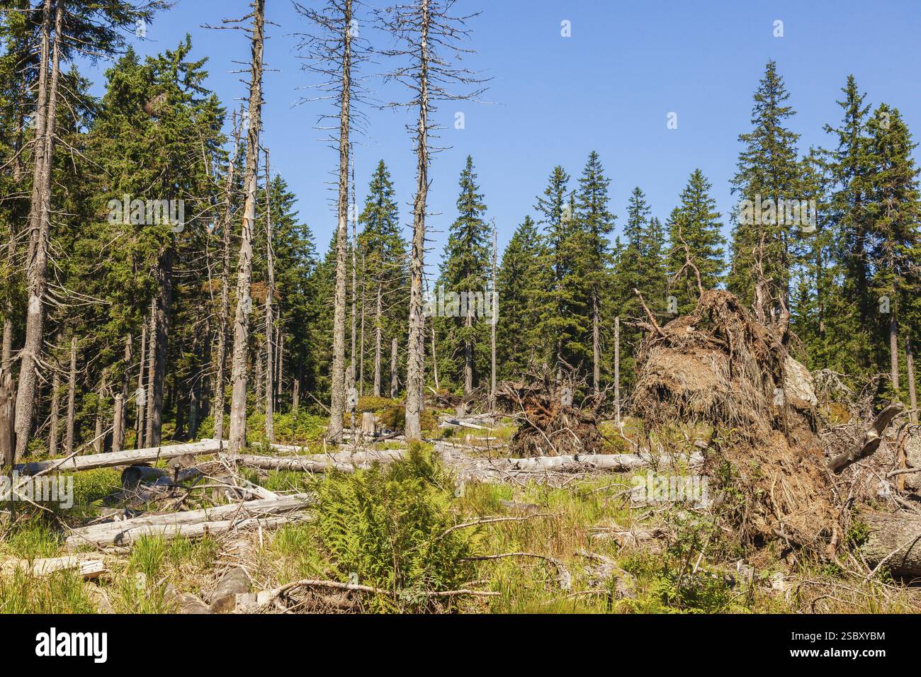 Bavarian Forest, Falkenstein area, windthrow at Hochwiesriegel. Bark ...