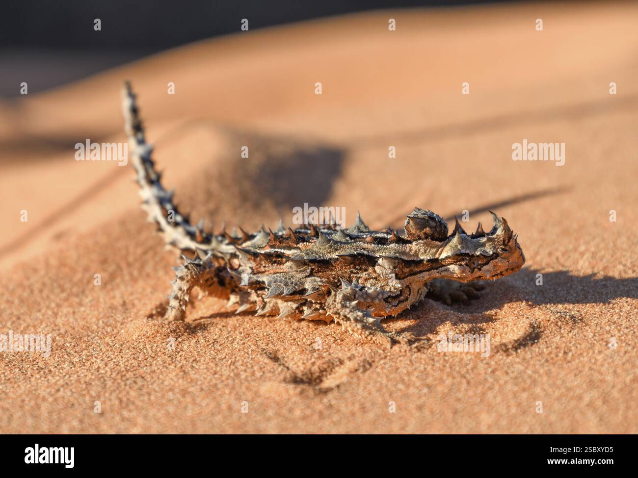 Thorny devil (Moloch horridus), Francois Peron National Park, Shark Bay ...