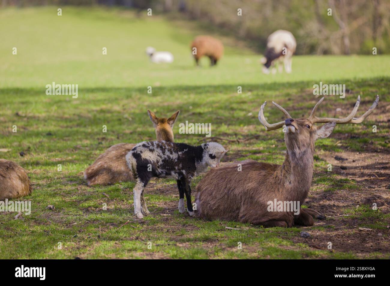 A young Jacob sheep (Ovis ammon F. aries) plucks hair from the winter ...