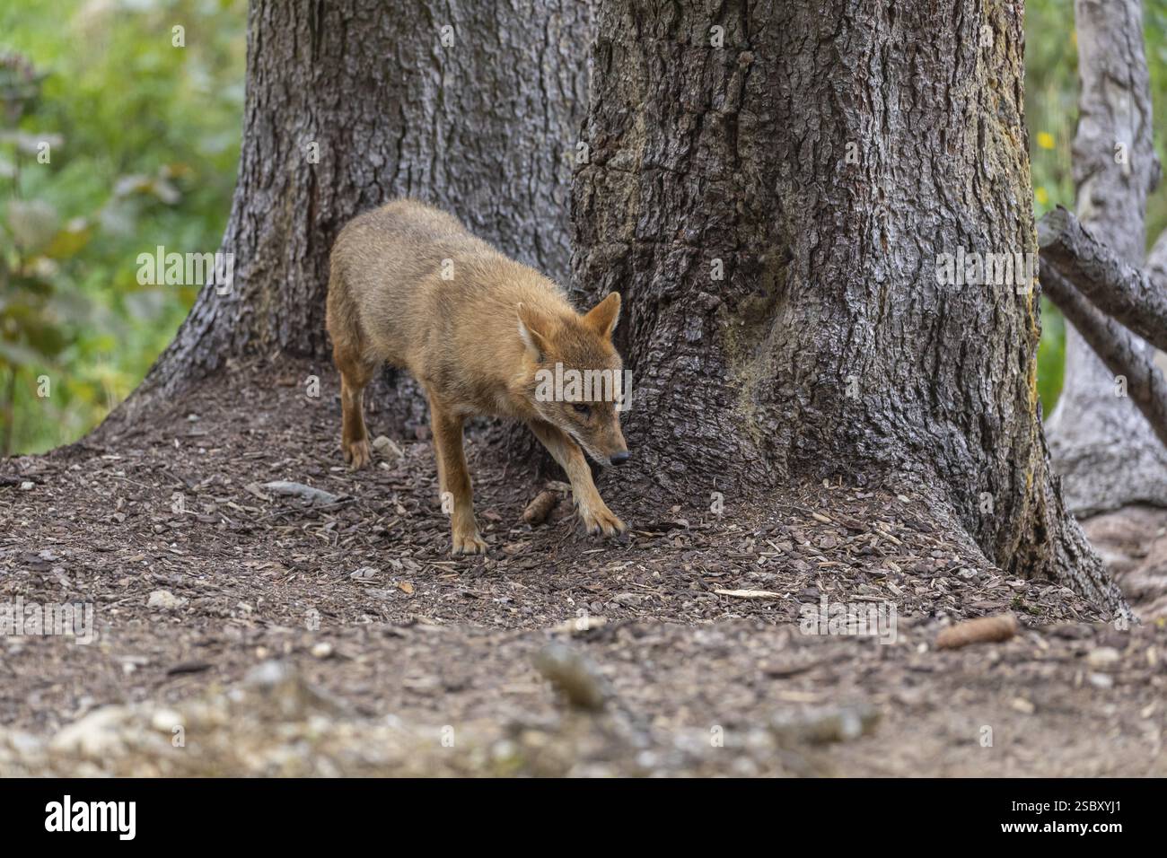 One golden jackal (Canis aureus) walking over forest floor in front of ...