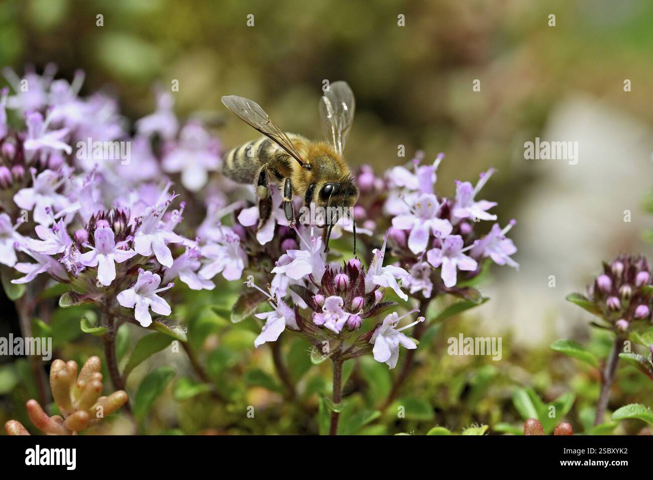 On wild thyme thymus hi-res stock photography and images - Alamy