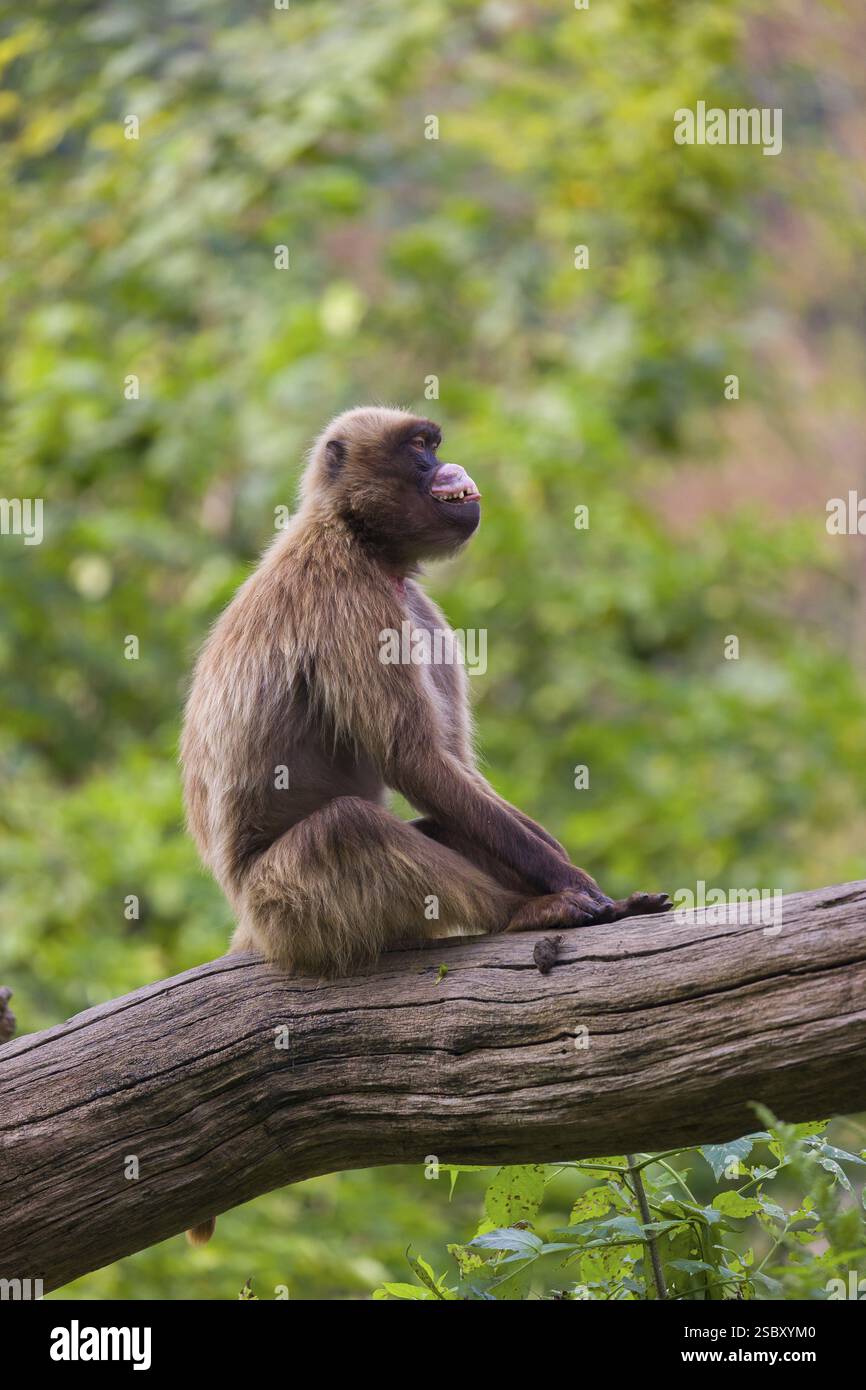 Portrait of an adult male Gelada (Theropithecus gelada), or bleeding ...