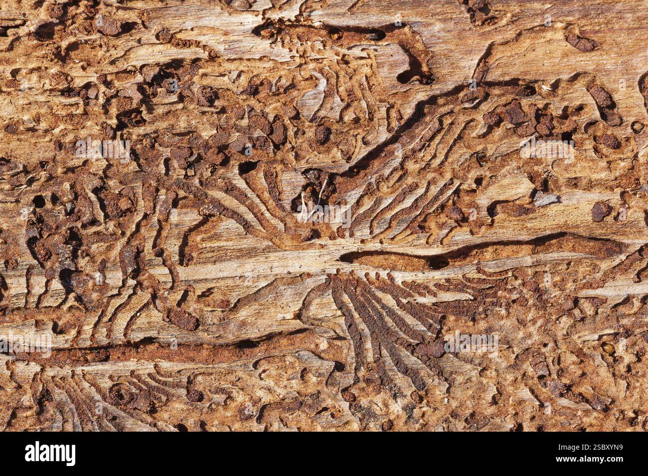 Image of bark beetle feeding under the bark in the trunk. Bavarian Forest, Falkenstein area ...