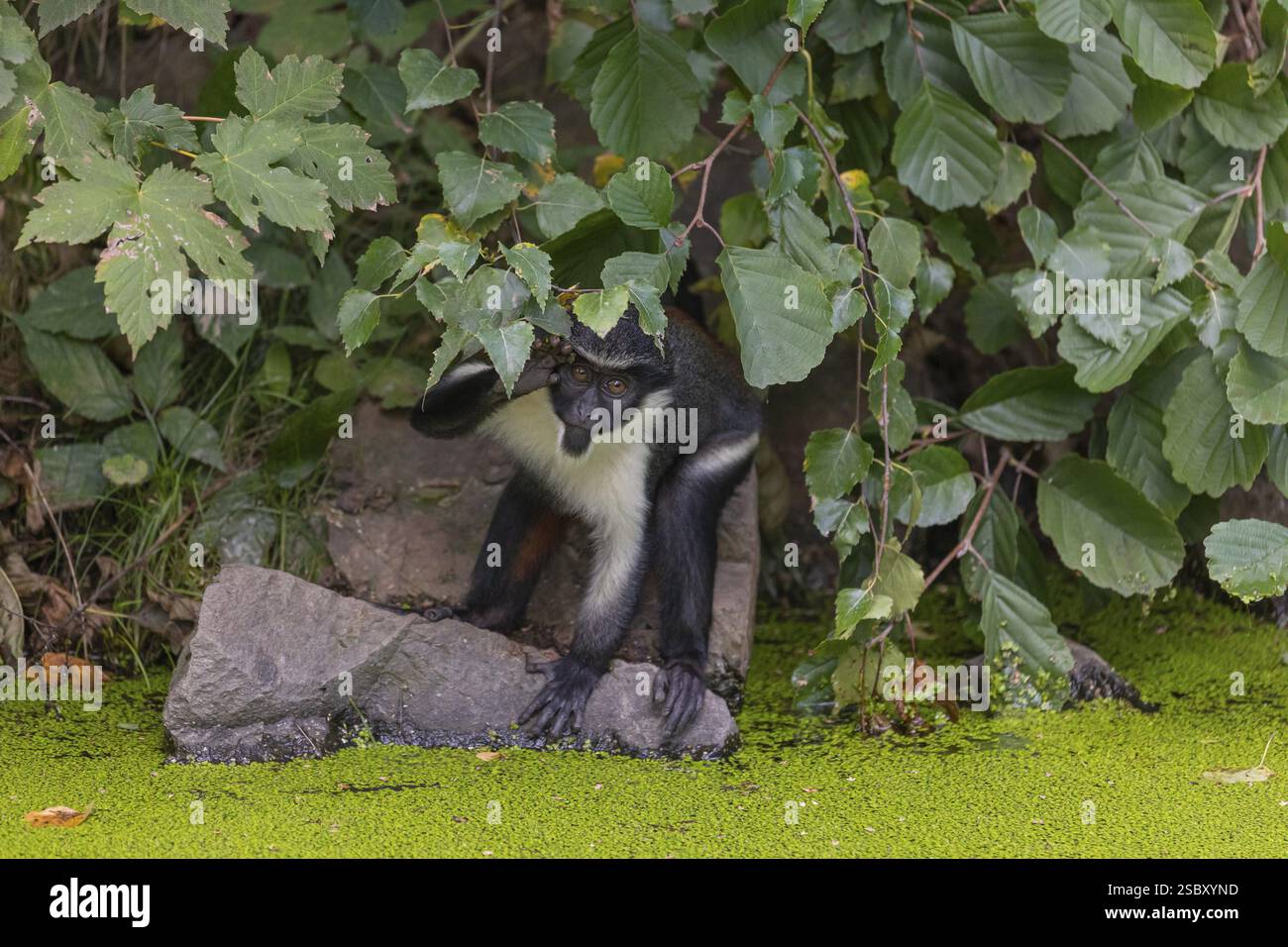 One young Diana monkey (Cercopithecus diana) drinking from a duckweed ...