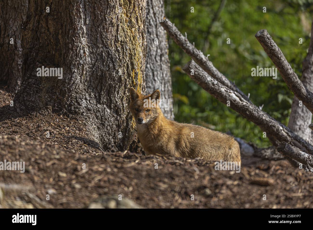 One golden jackal (Canis aureus)resting on forest floor in front of ...