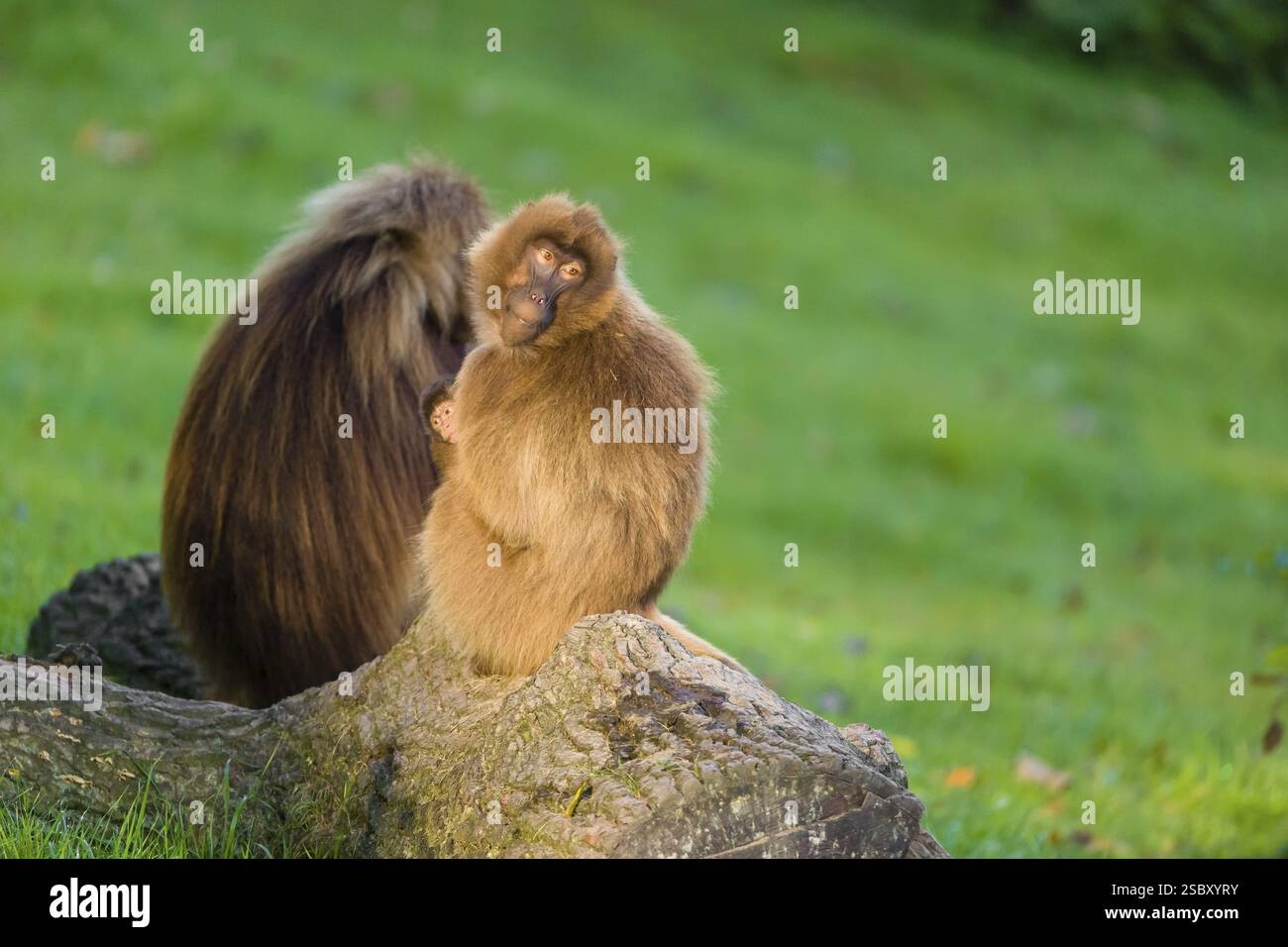 One adult male and one adult female Gelada (Theropithecus gelada), or ...