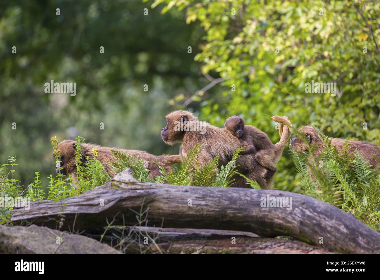 One female with one baby Gelada (Theropithecus gelada), or bleeding ...