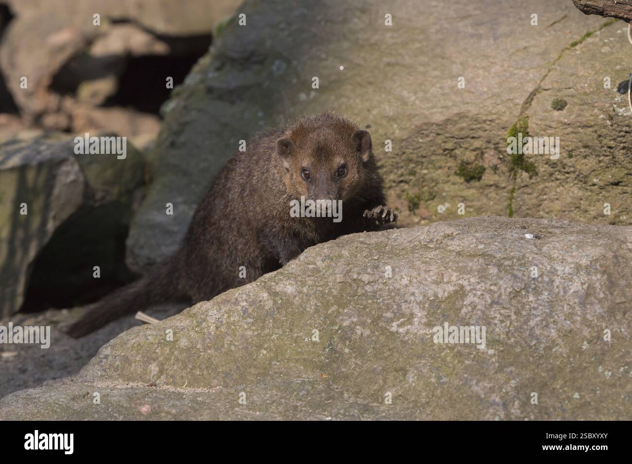 One common kusimanse (Crossarchus obscurus), also known as the long ...