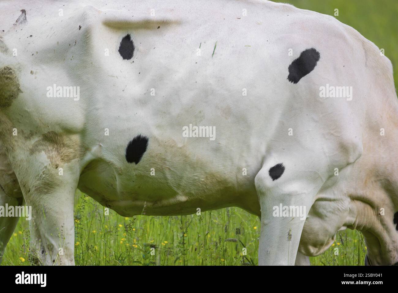Cow patterns. A Holstein Friesian cattle grazing on the alpine pasture ...