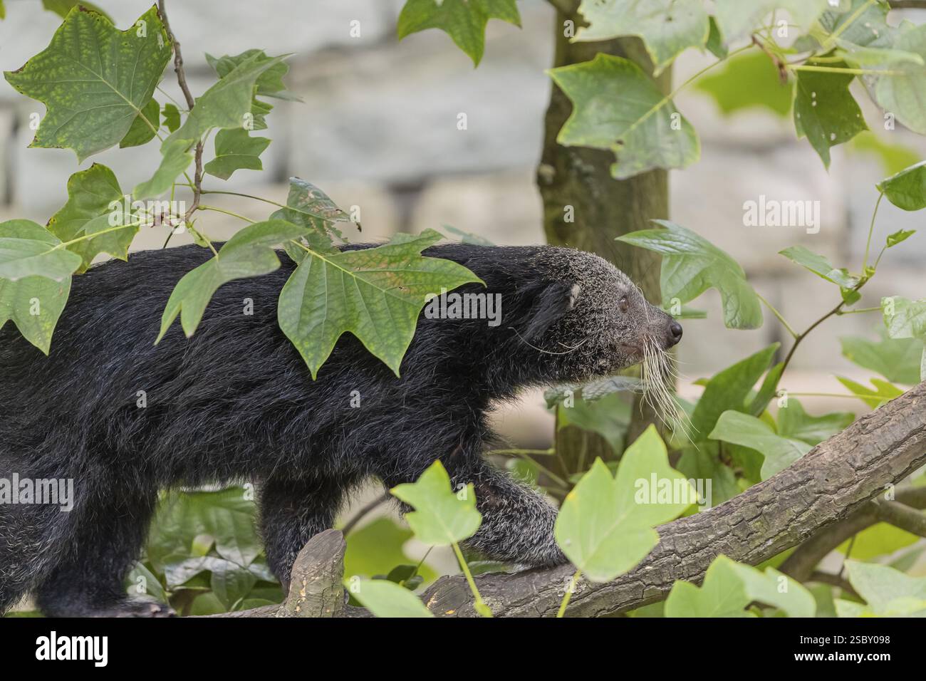 One binturong (Arctictis binturong), or bearcat balancing over branches ...